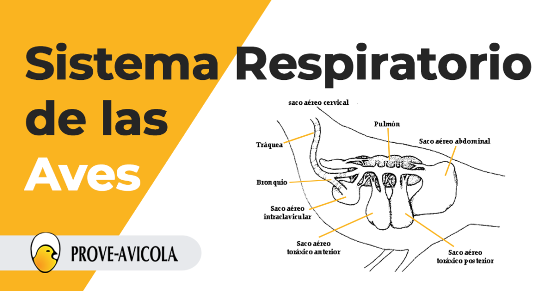 Sistema Respiratorio de las Aves | PROVE-AVICOLA