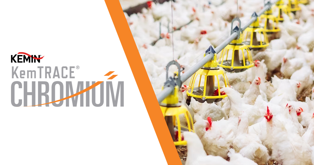 Kemtrace Chromium Kemin | PROVE-AVICOLA
