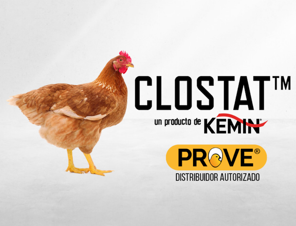 Métodos de vacunación | PROVE-AVICOLA